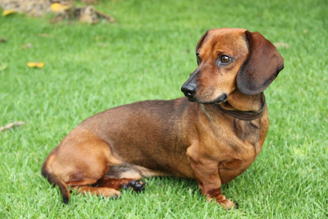 Discover Miniature Dachshund Recognised Colours Today